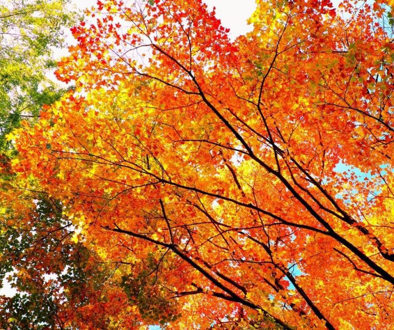 19 of The Best Fall Road Trips for Scenic Views - Traveling Cheesehead