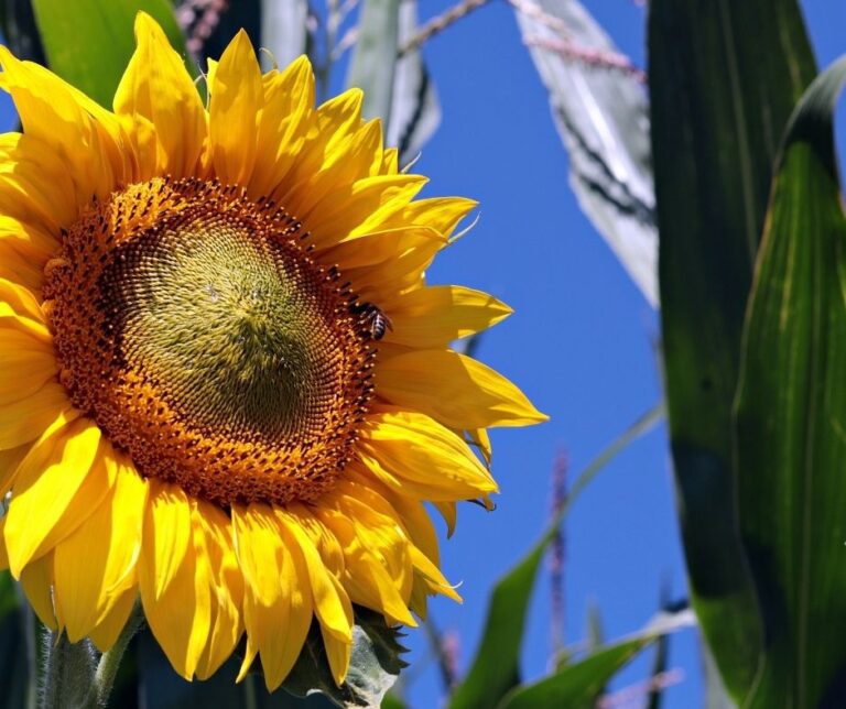 The Best Sunflower Fields in Kansas to Visit - Traveling Cheesehead